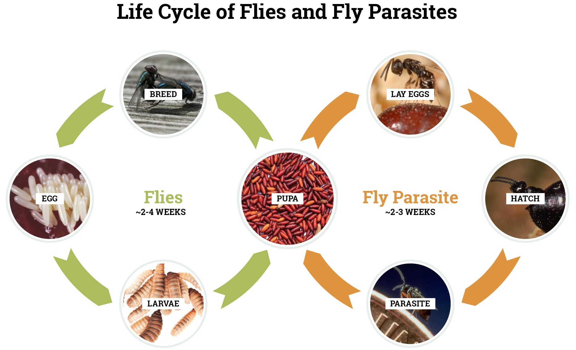 What Are Fly Parasites? - Goodbugs